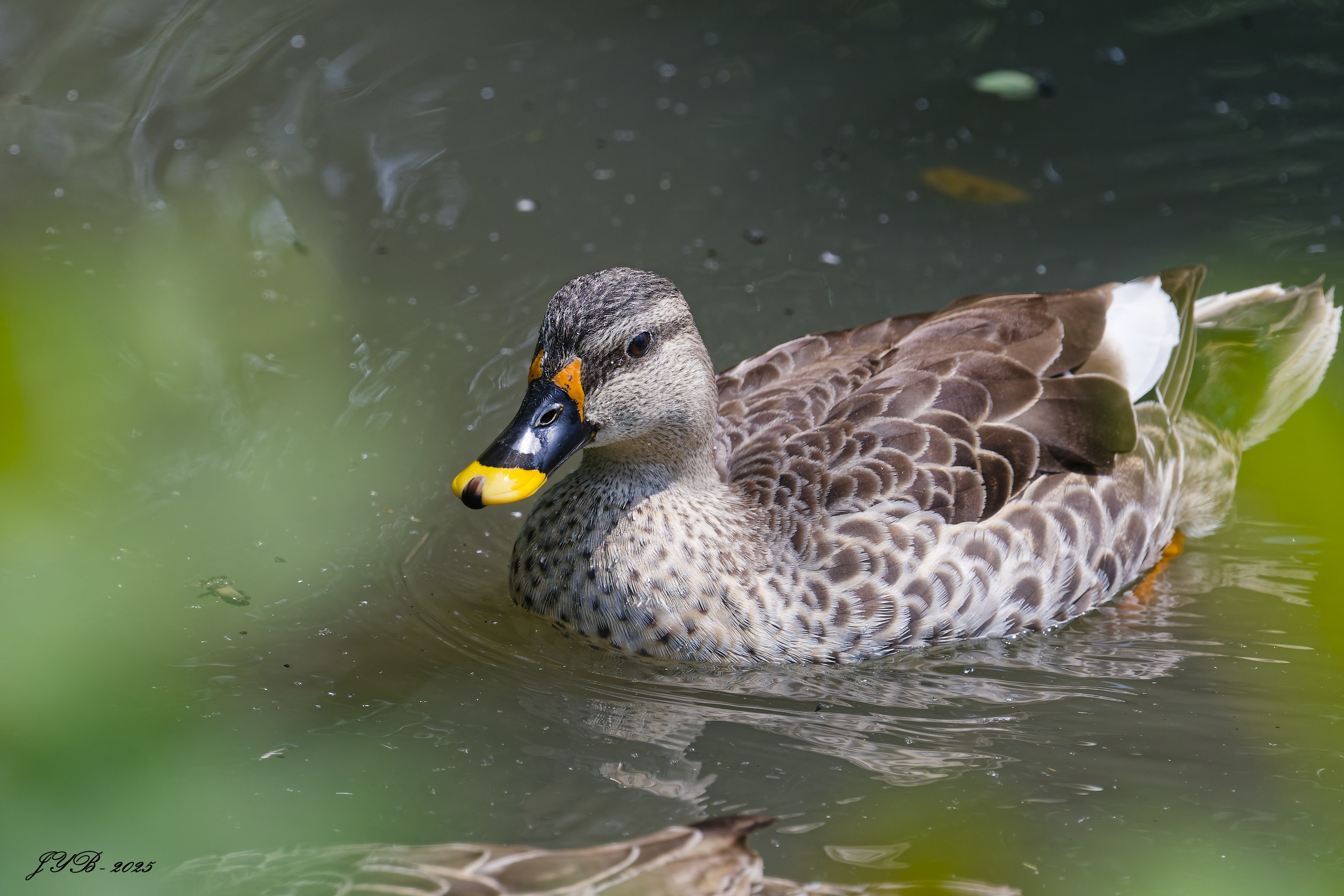 Le canard à bec tacheté ou canard des Indes – Indian Spot-billed Duck ...