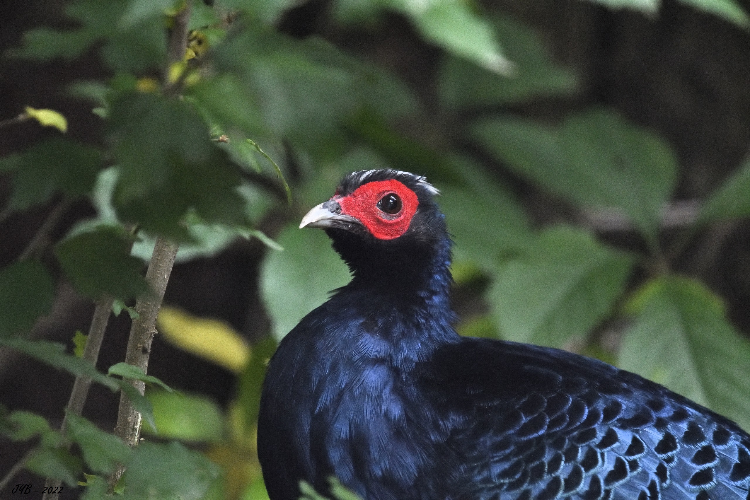 LE FAISAN D’EDWARDS, UN FAISAN DU VIETNAM – EDWARDS’S PHEASANT – Les ...