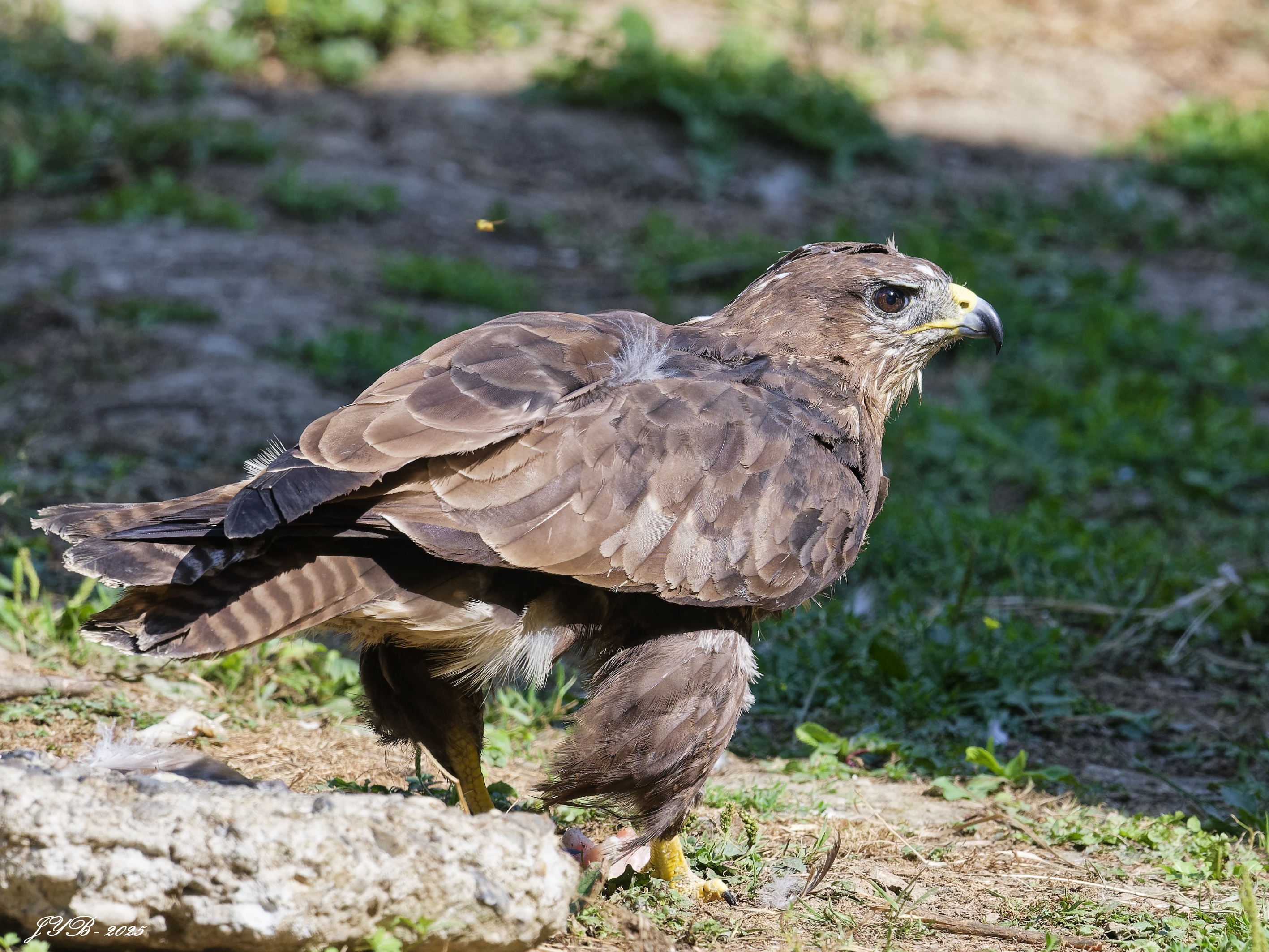 LA BUSE VARIABLE, UN RAPACE BIEN UTILE – COMMON BUZZARD – Les photos de JYB