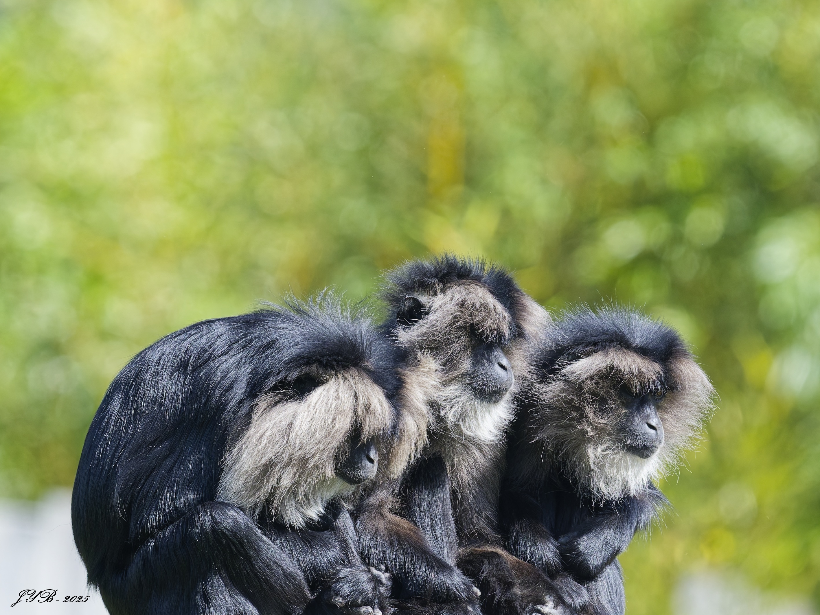 Le macaque à queue de lion : un patrimoine génétique menacé – LION ...